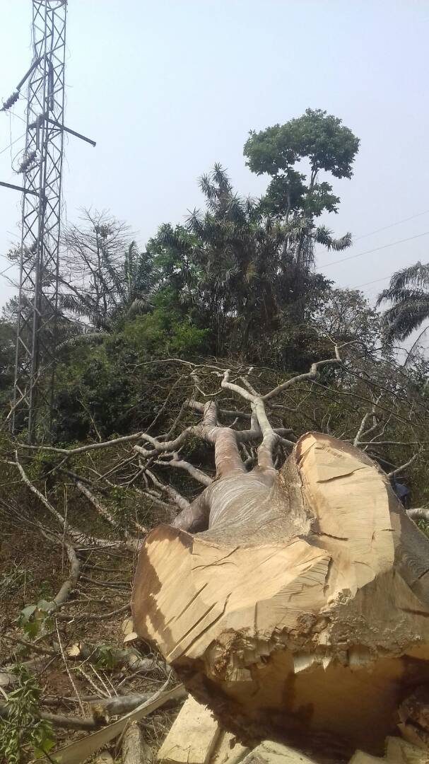 Wood loggers damage Oji River Nsukka Transmission line