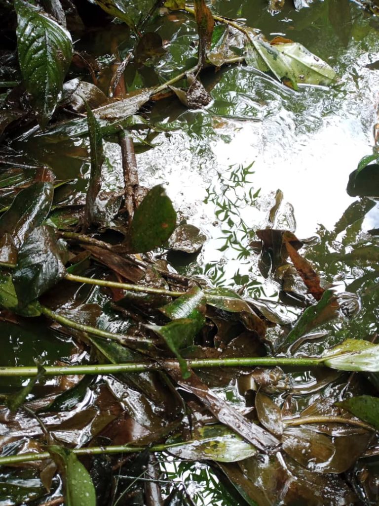 Rivers community berates NNPCL over unremediated oil spills