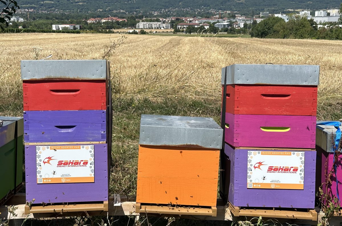 Sahara Energy Geneva adopts beehives to promote biodiversity
