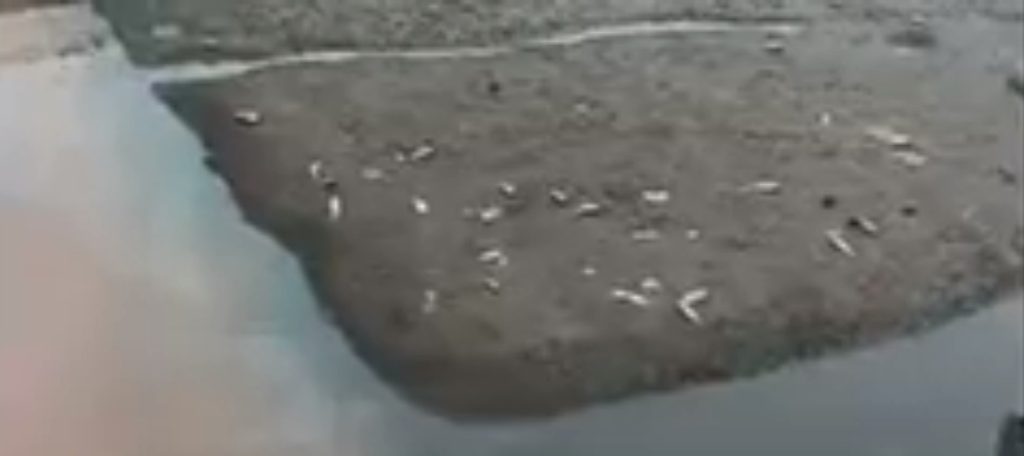 Dead fishes litter Shell, NLNG facilities in Rivers