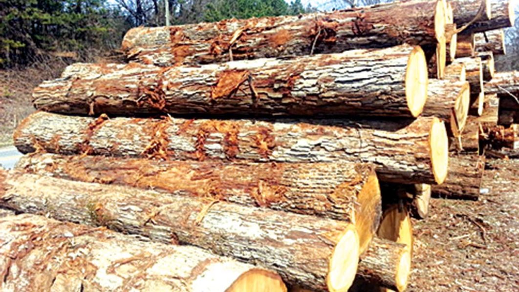 'Nigeria's wood export industry is now highly regulated'