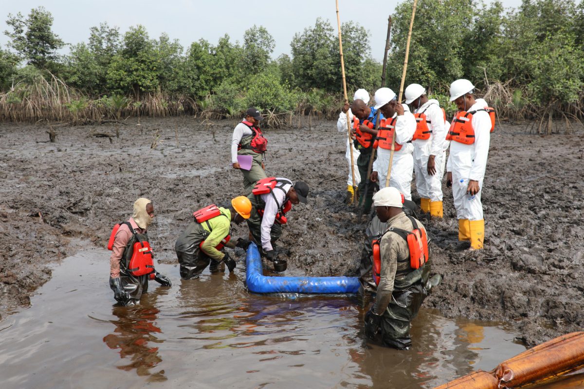 Oysters, barnacles return to Ogoni shorelines marking ecological recovery